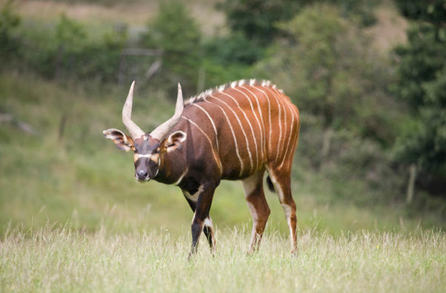 See Your Favorite Animals • Heritage Africa